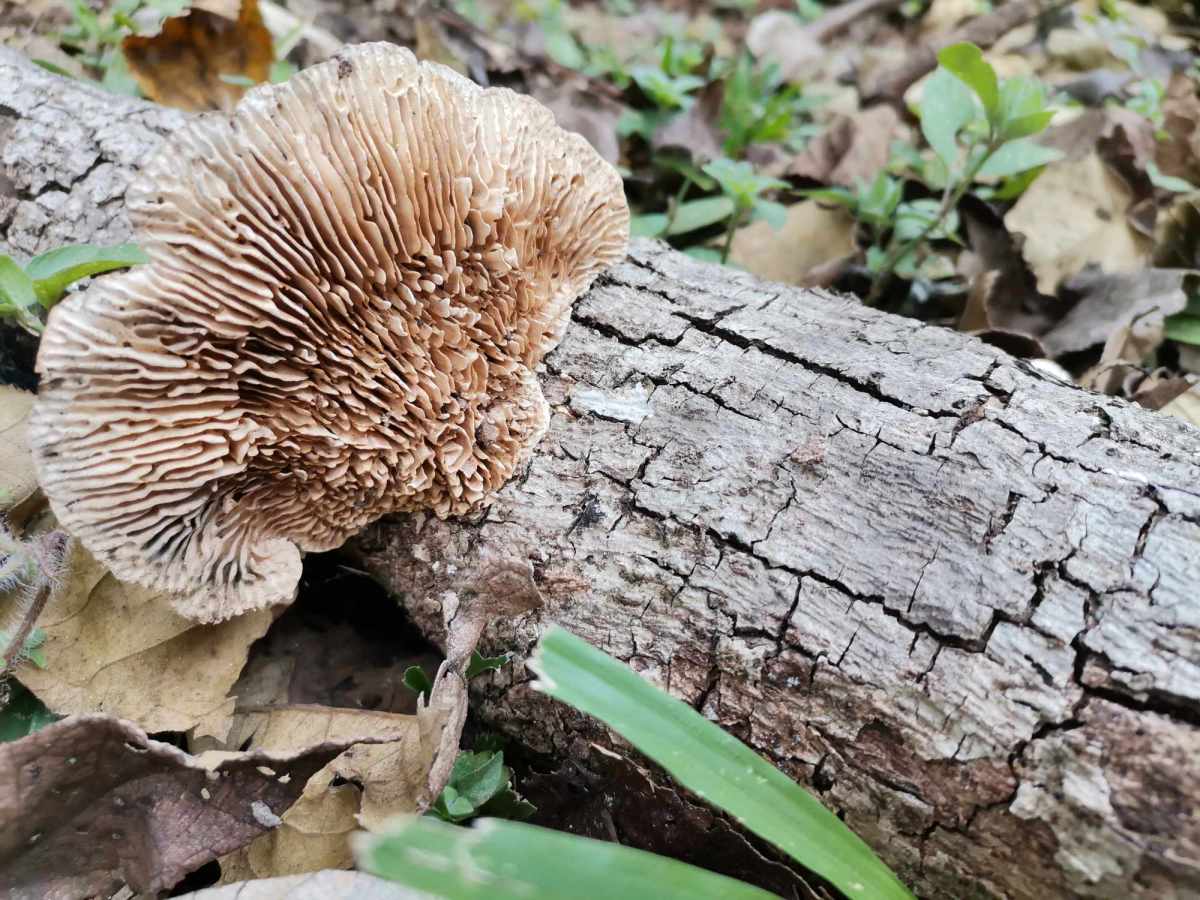 Le cycle des bibittes – Mel Goyer